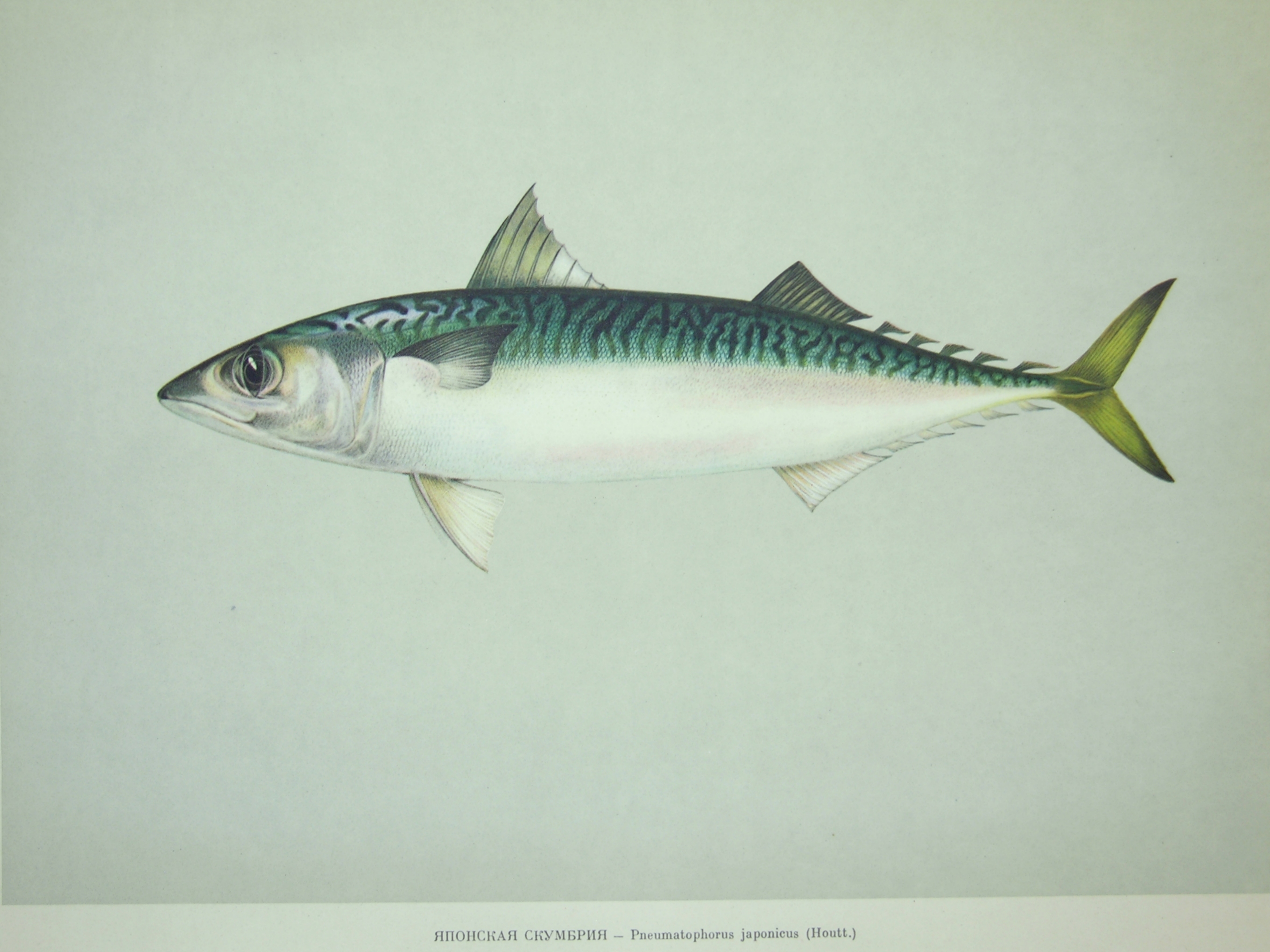 Scomber japonicus Houttuyn, 1782